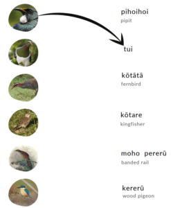 Activity Sheet: Ngā manu Māori Native Birds - Cambridge Museum