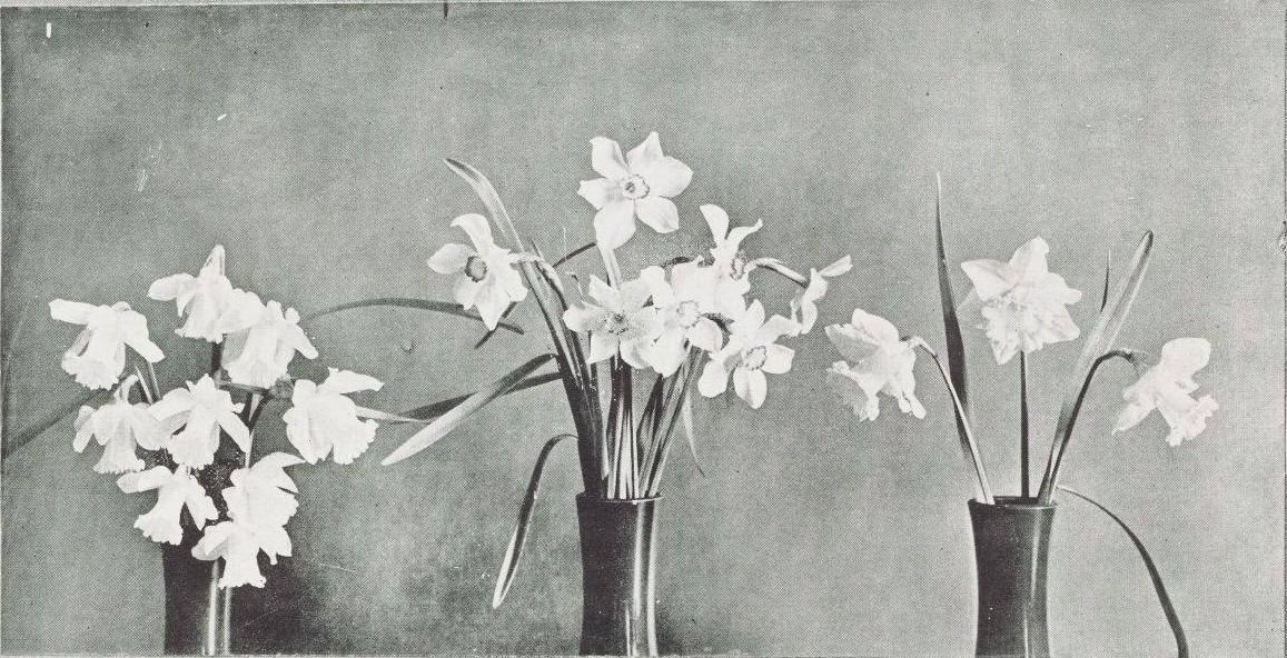 The Cambridge Daffodil Show - Cambridge Museum