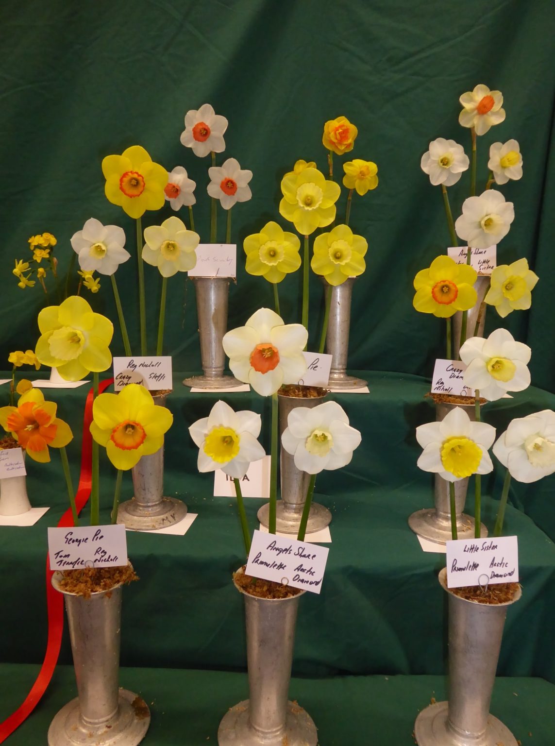 The Cambridge Daffodil Show - Cambridge Museum